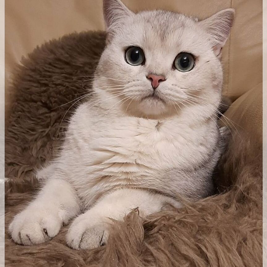 Серебристая шиншилла кот вязка