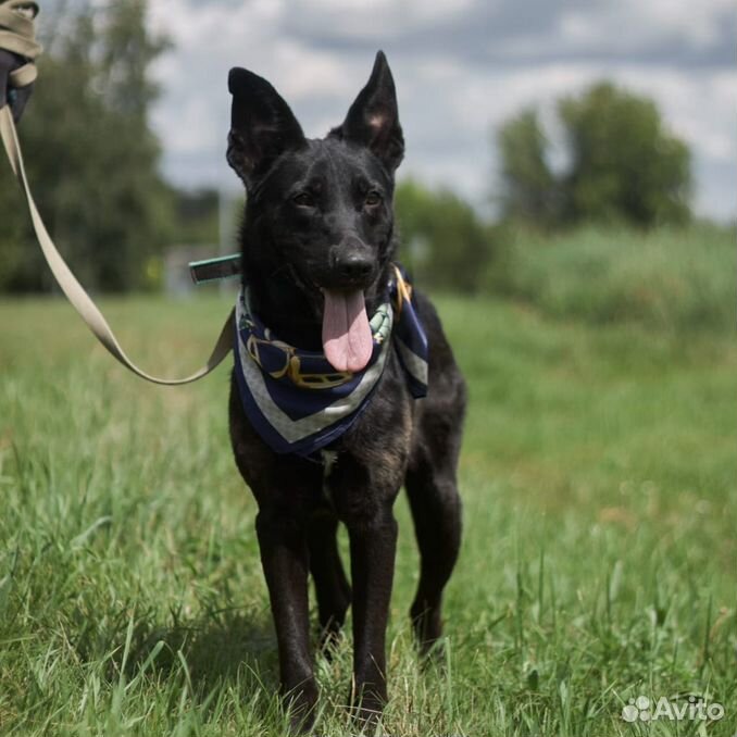 Красавец Лео из приюта