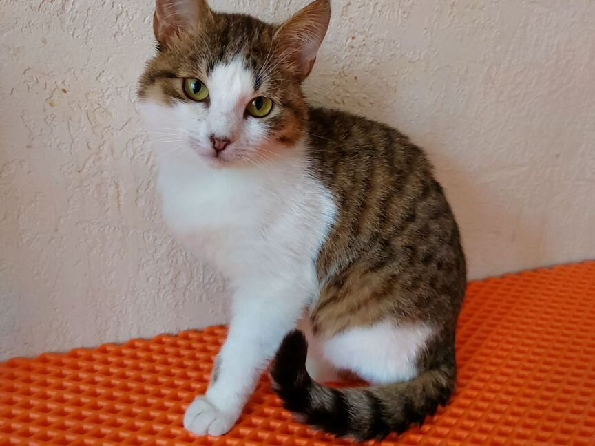 Котик подросток ищет дом