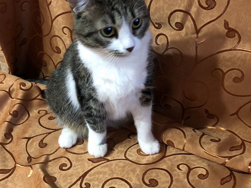 Кошечка Кнопка