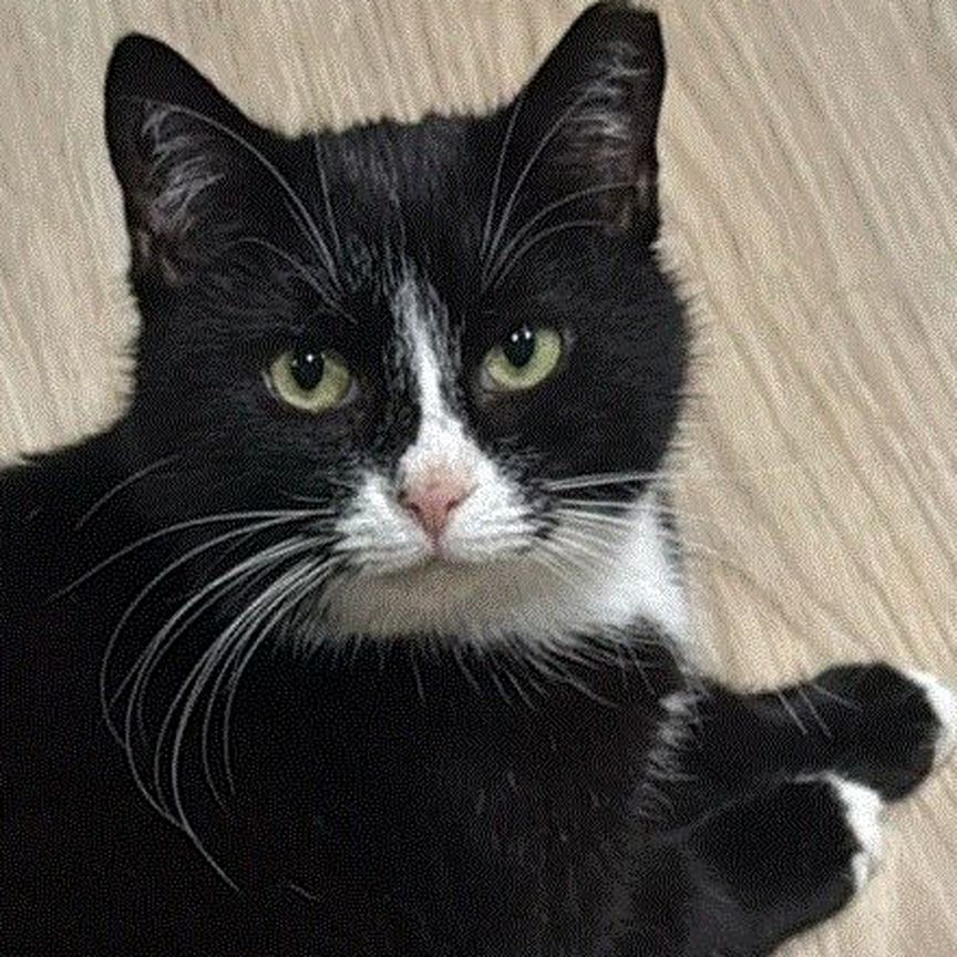 Европейская короткошёрстная кошка, взрослая