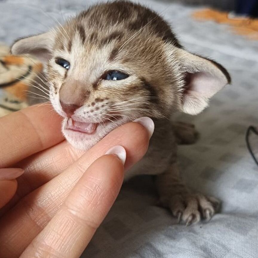 Ориентальный котёнок