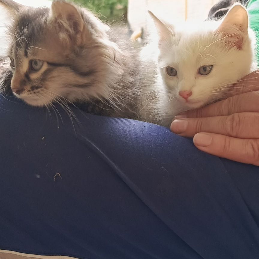 Котята