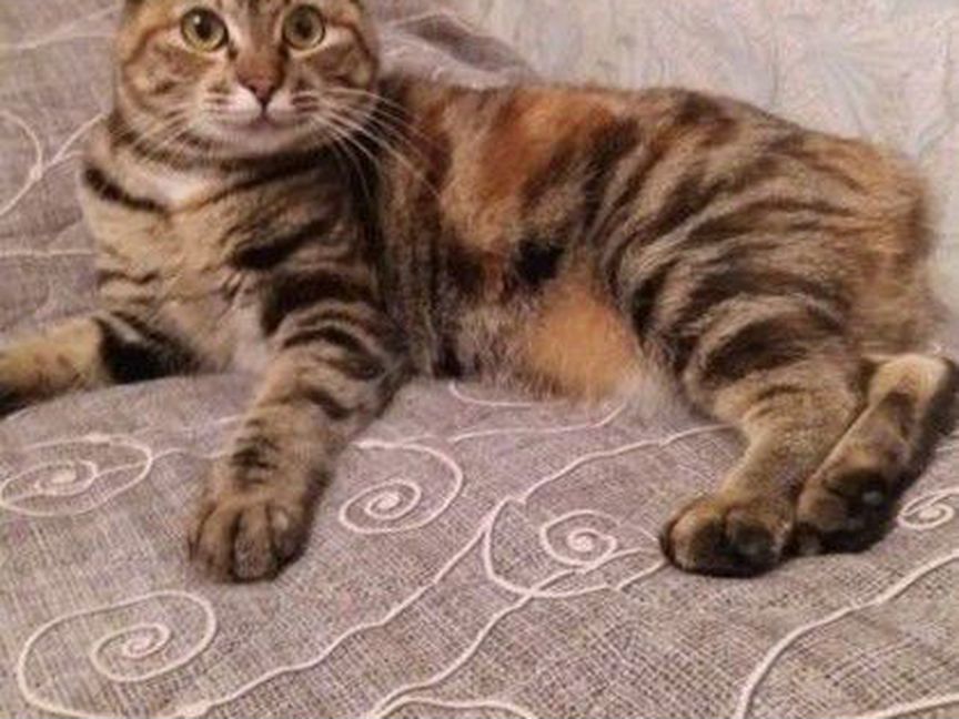Молодая яркая Кошечка Курильский бобтейл