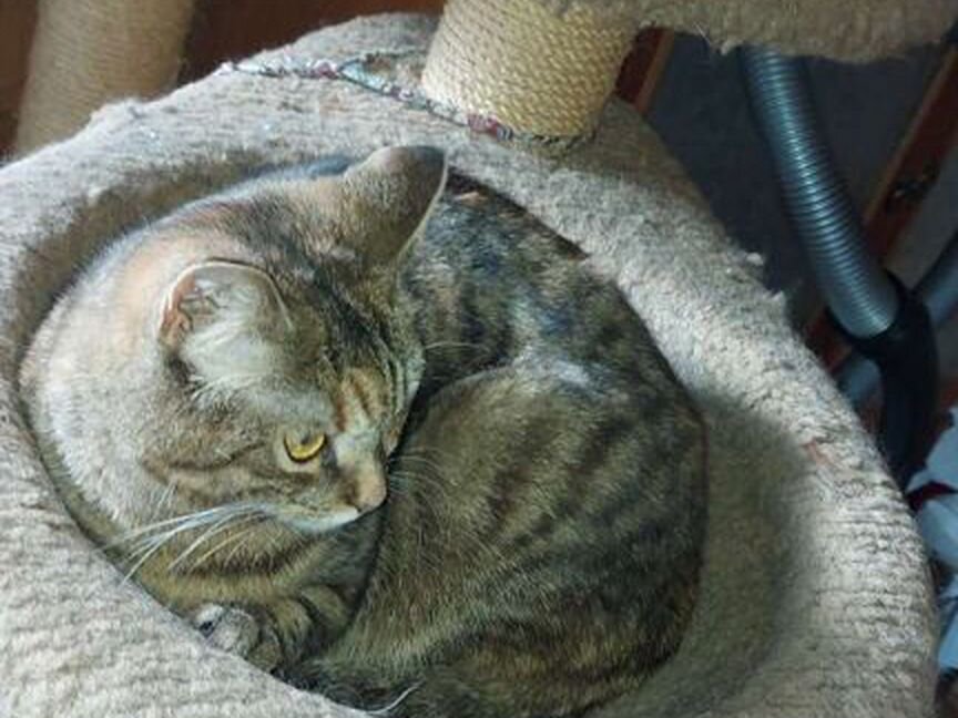 Кошка-Брошка