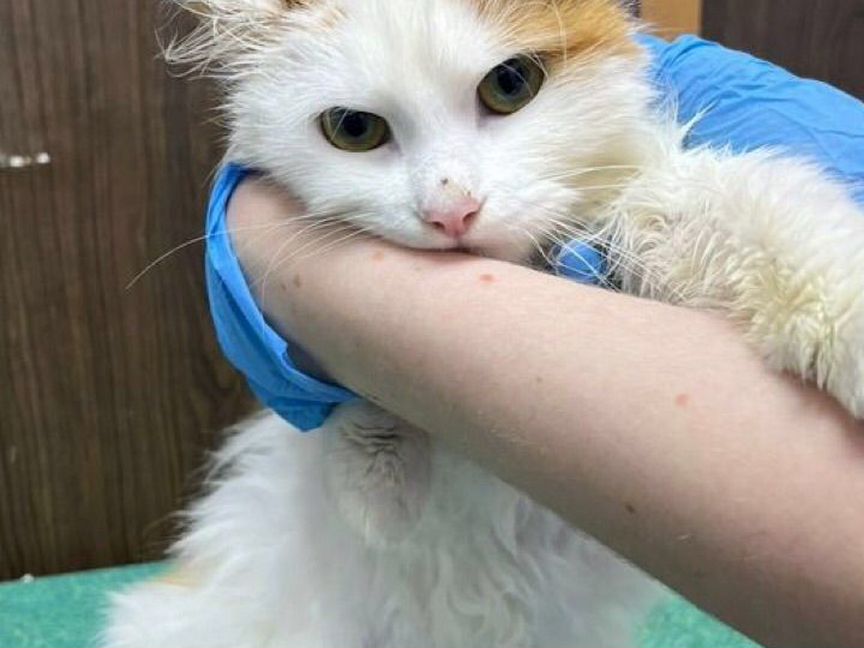 Трогательная Мурашка ищет дом