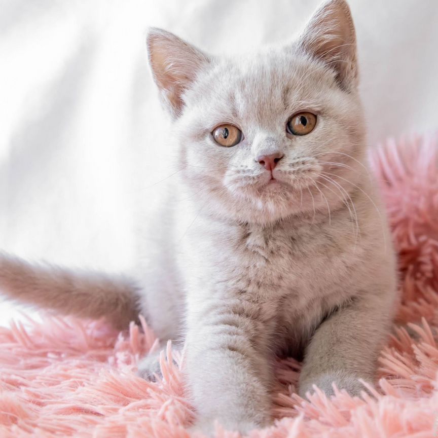 Британский короткошёрстный котёнок