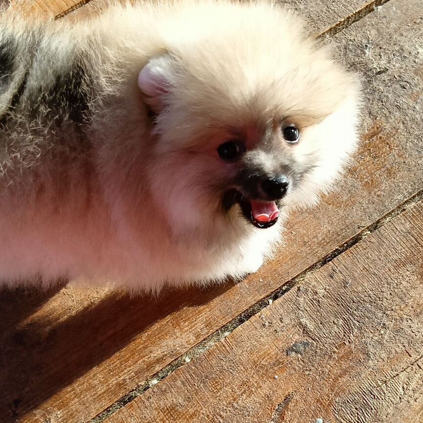 Очаровательный шпиц