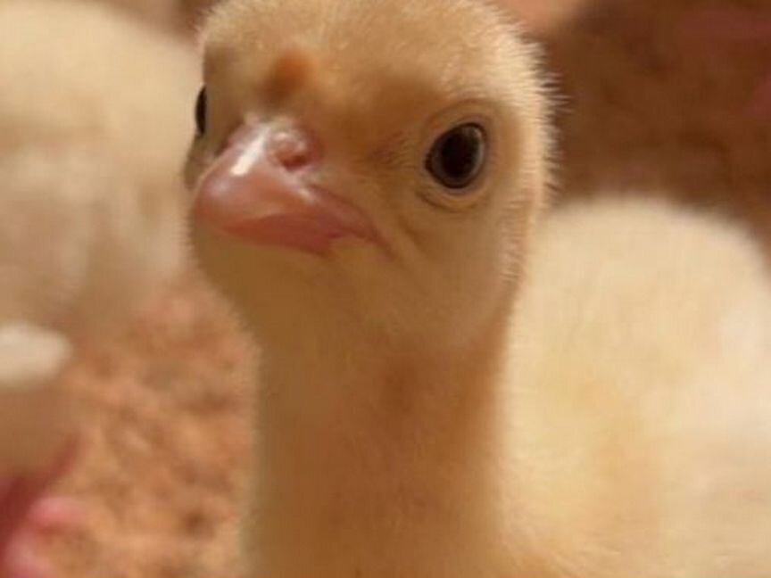 Индюшата Конвертер 08.03