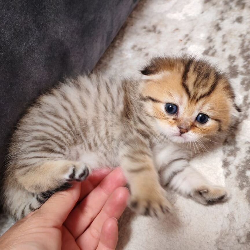 Шотландский вислоухий короткошёрстный котёнок