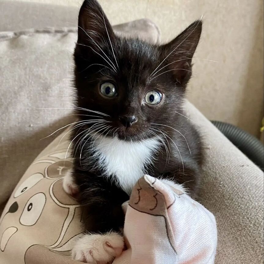 Котёнок в добрые руки