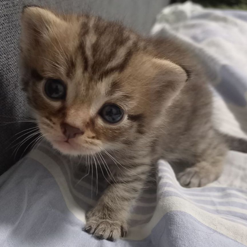Котик в добрые руки