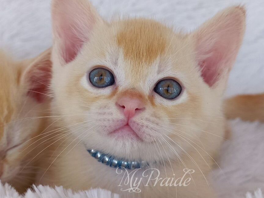 Бурма. Бурманский котёнок. Кошка