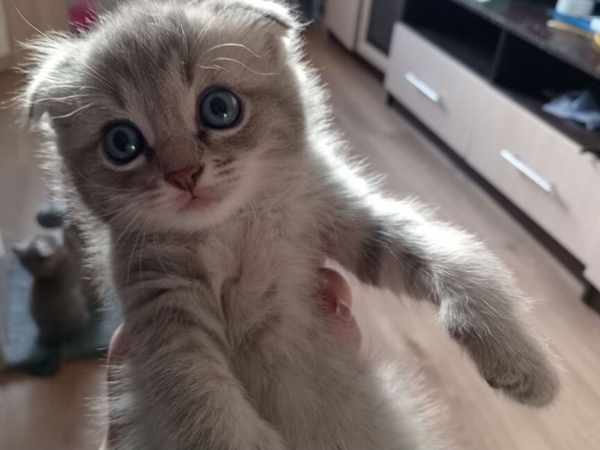Смесь Шотландца и Корат