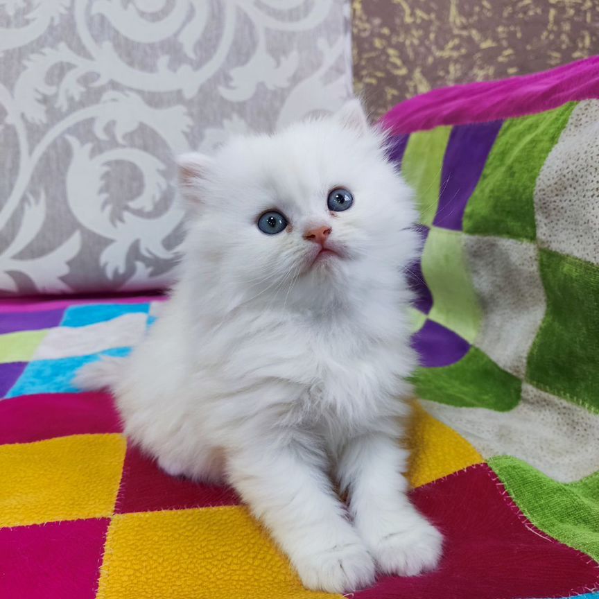Котёнок