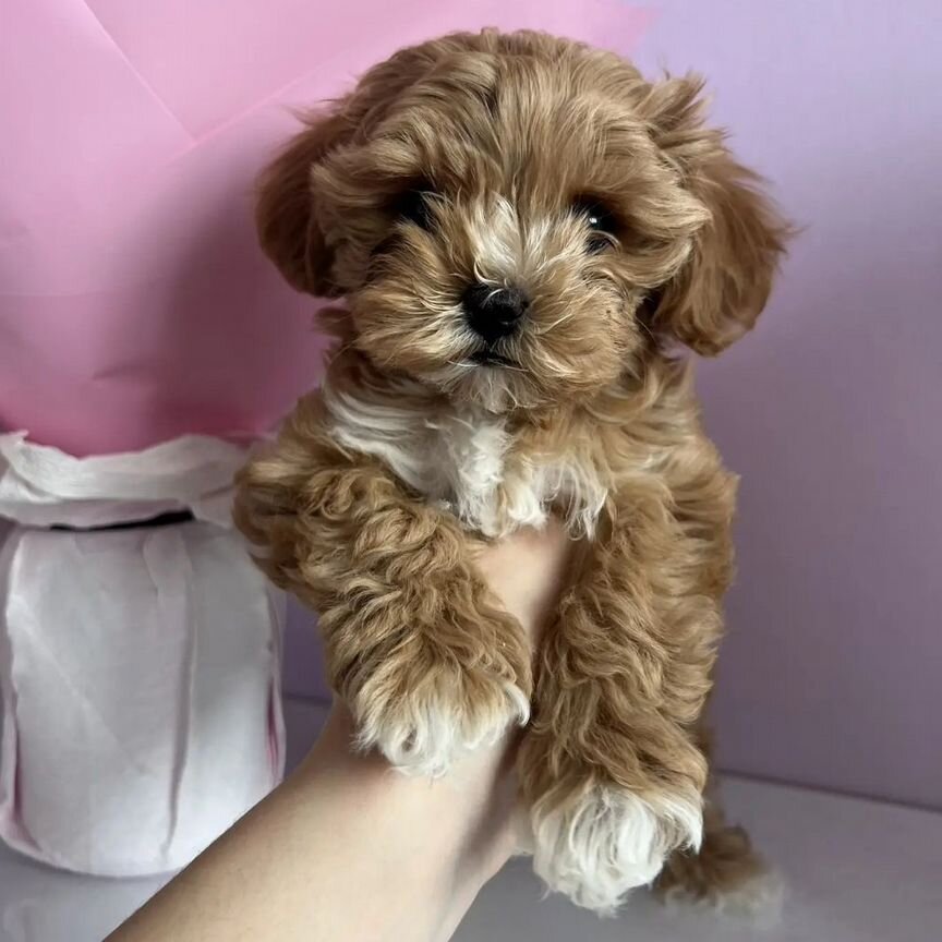 Мальтипу, щенок