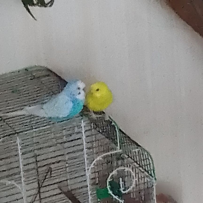 Волнистый попугай