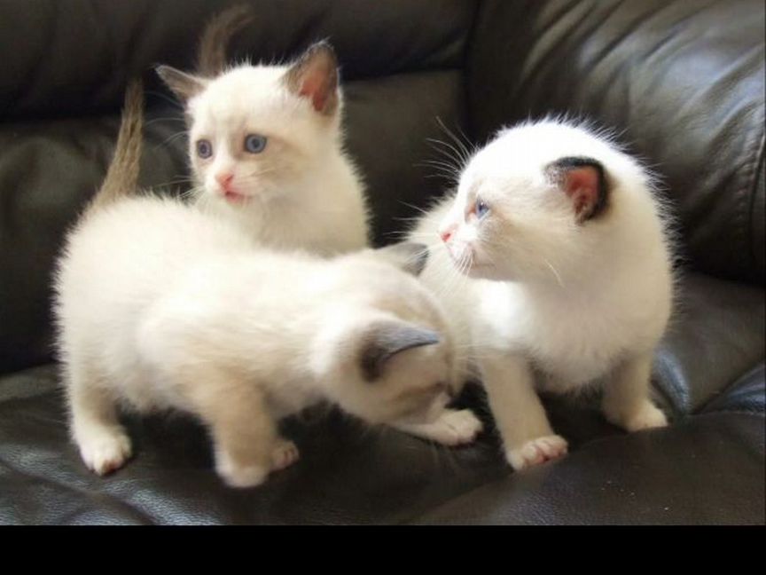 Котята сноу шу
