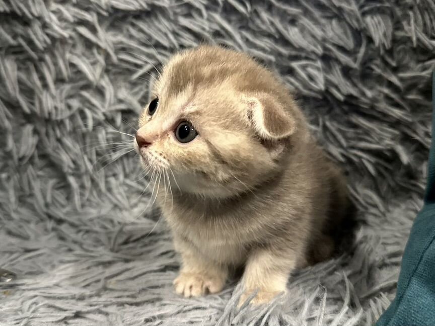 Шотландские вислоухие котята