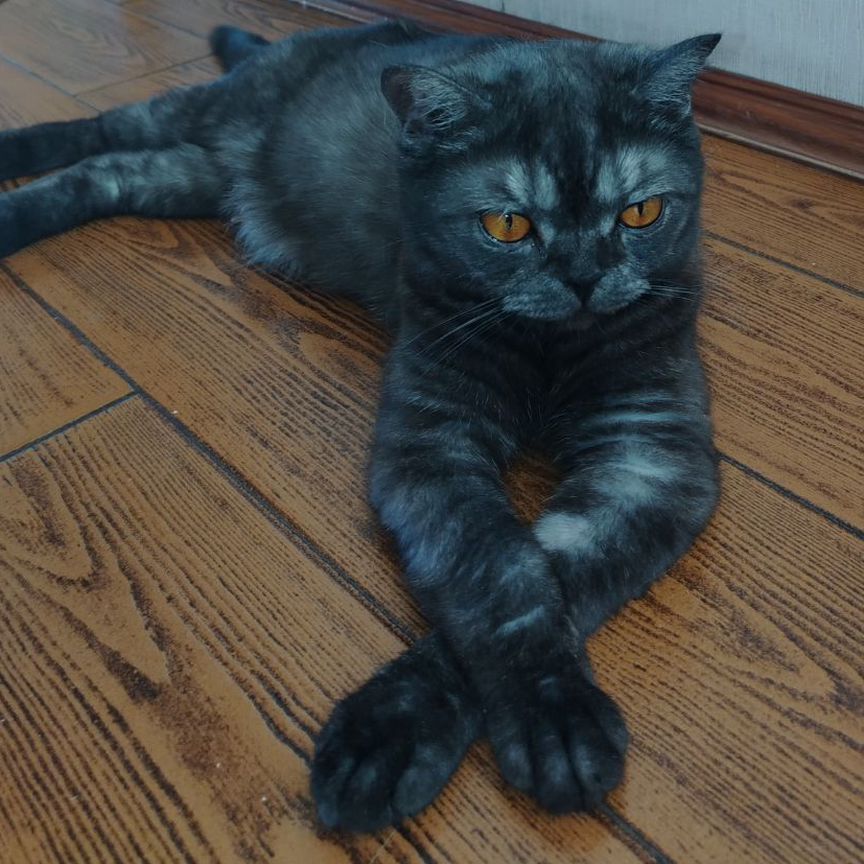 Британские котята