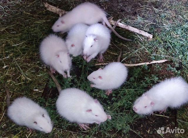 Продаю нутрий