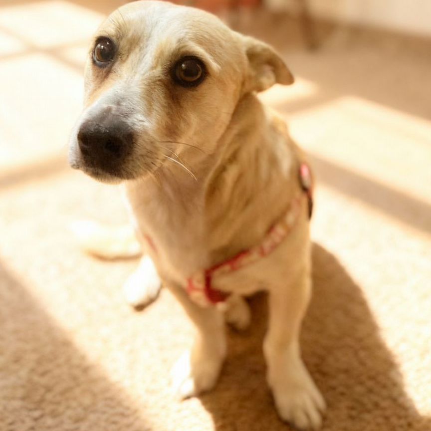 Взрослый пёс в добрые руки