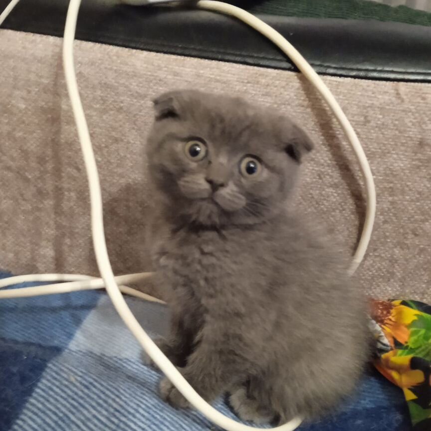 Шотландский вислоухий длинношёрстный котёнок