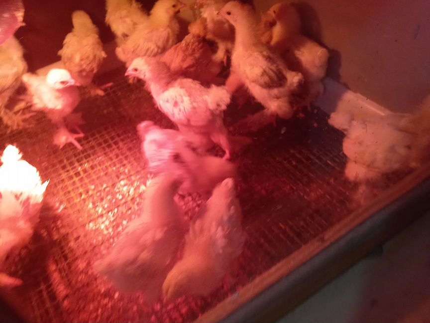 Цыпленок брама