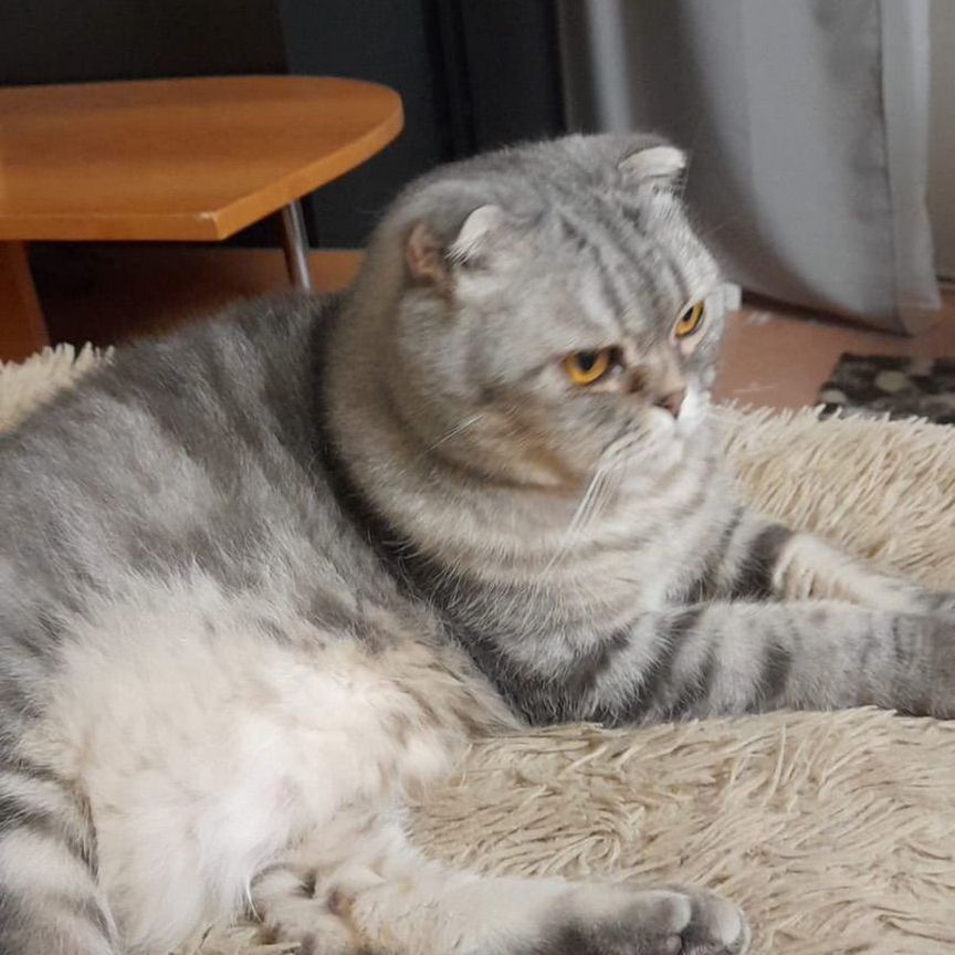 Отдам в добрые руки кота