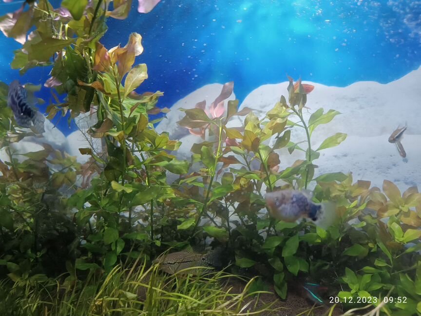 Аквариумные растения. Людвигия