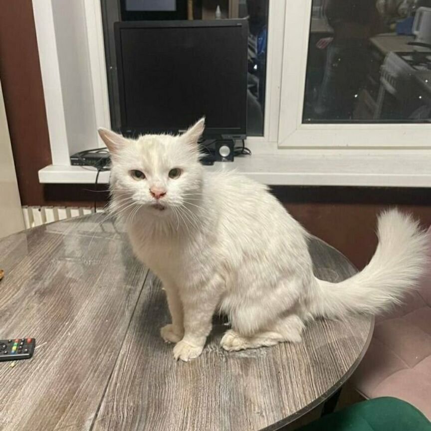 Помогите спасти кошечку