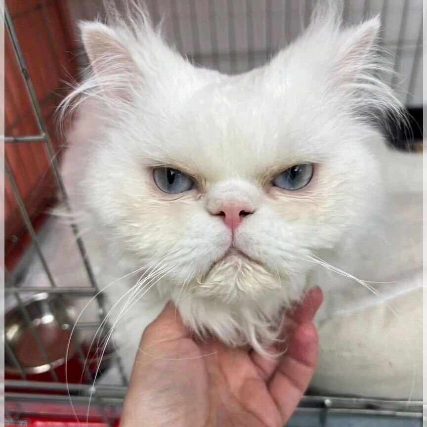 Красавчик кот Арнольд ищет дом