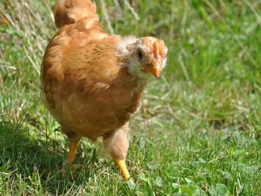 Куры молодки ломан браум 2+