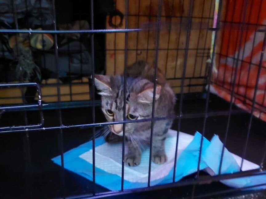 Спасите молоденькую кошку из заточения