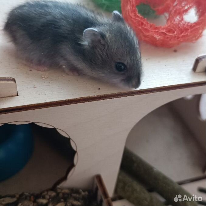 Джунгарский хомяк бесплатно