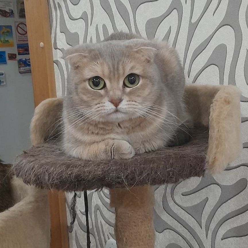 Манчкины кошки