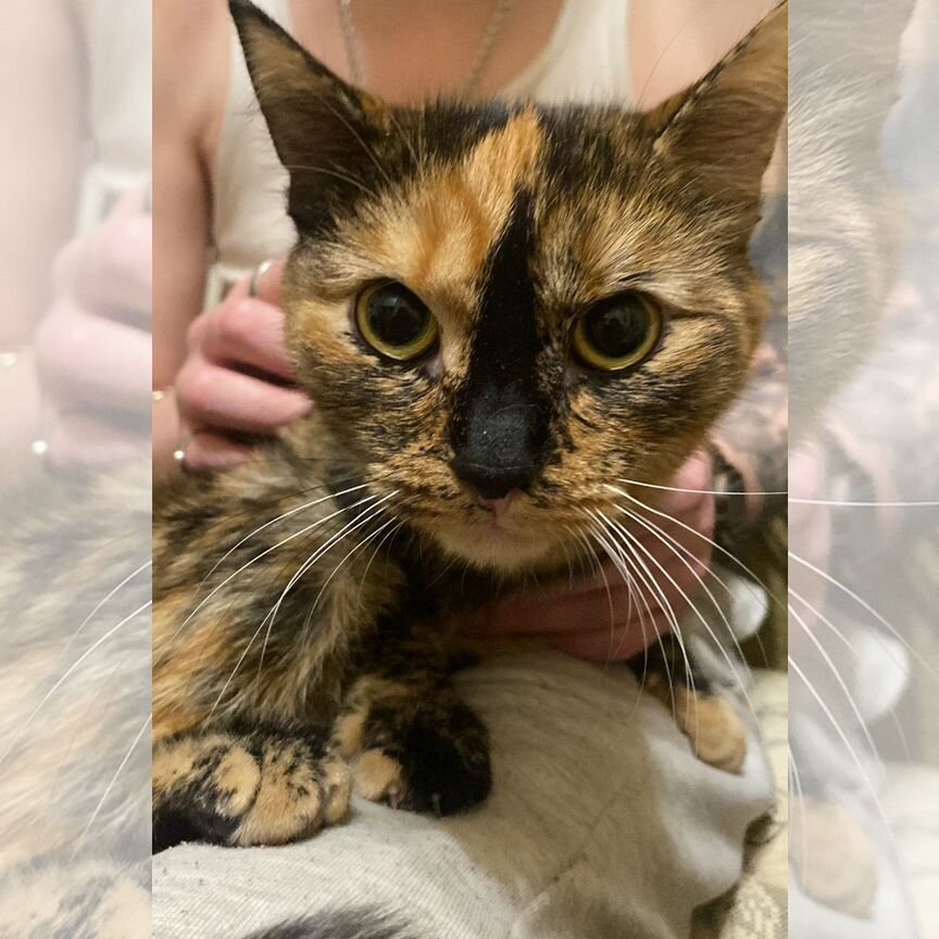 Взрослая кошка в добрые руки