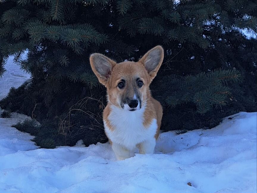 Очаровательный мальчишка корги