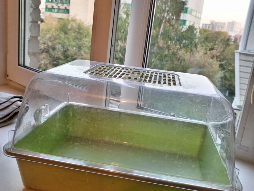 Террариум для улиток