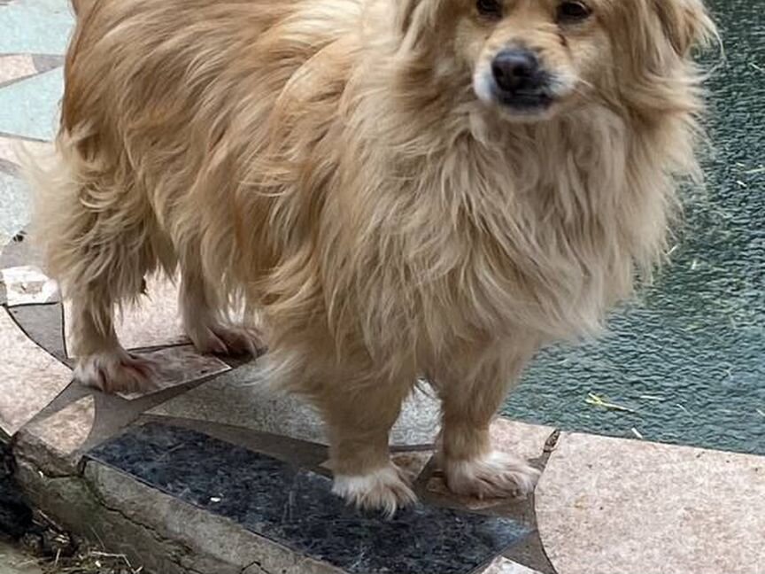 Мальчик-пушистик