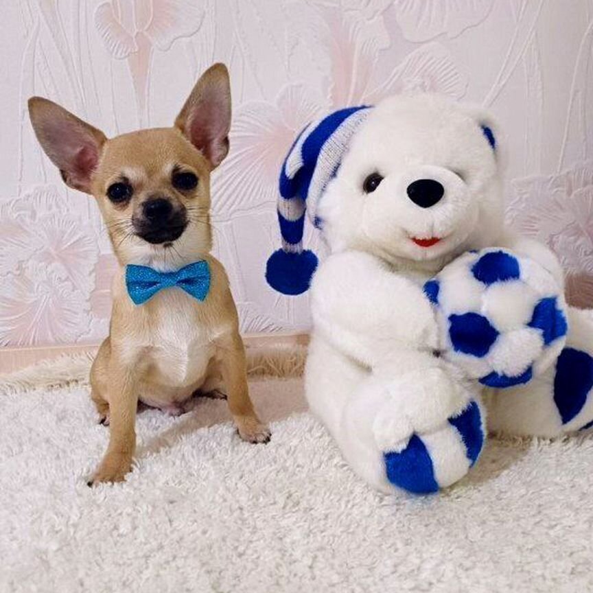 Чихуахуа, щенок