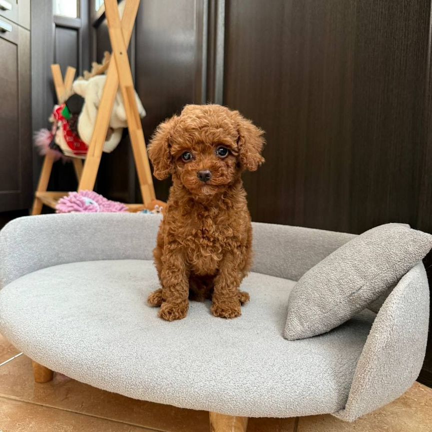 Той-пудель, щенок