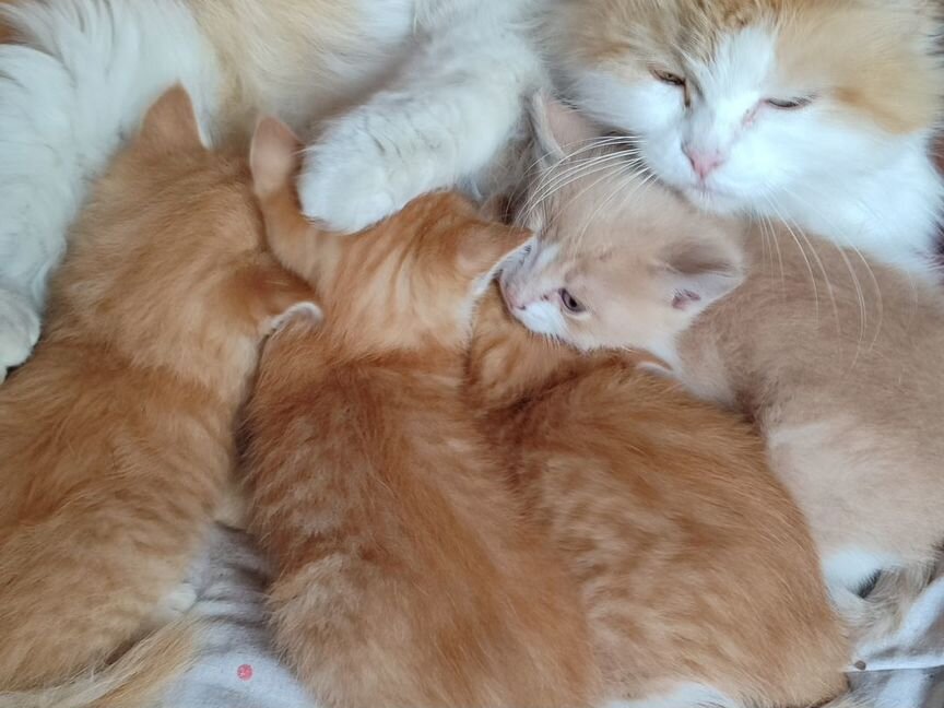 Котята в добрые руки бесплатно