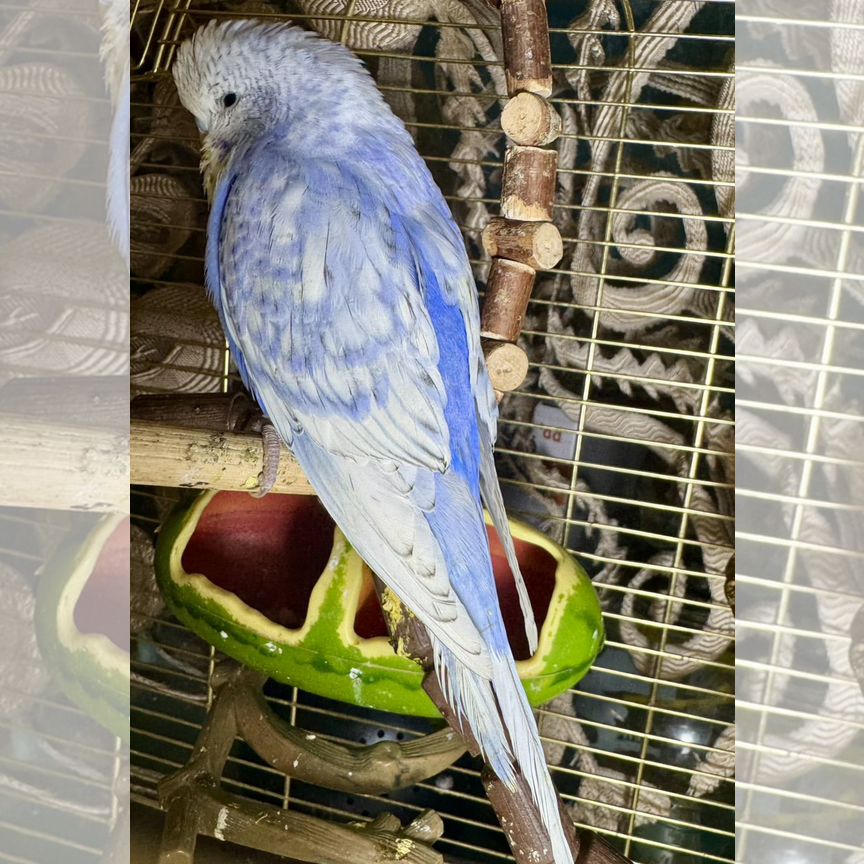 Выставочный волнистый попугай ввп Чех