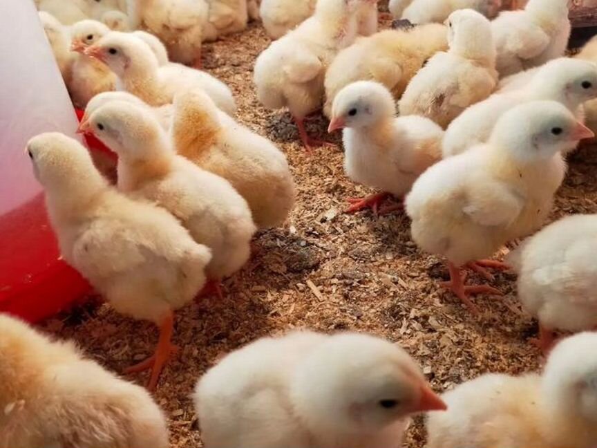 Цыплята бройлеры кобб 500, росс ,-308