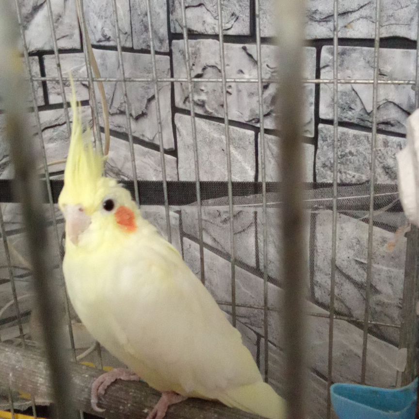 Попугай карела