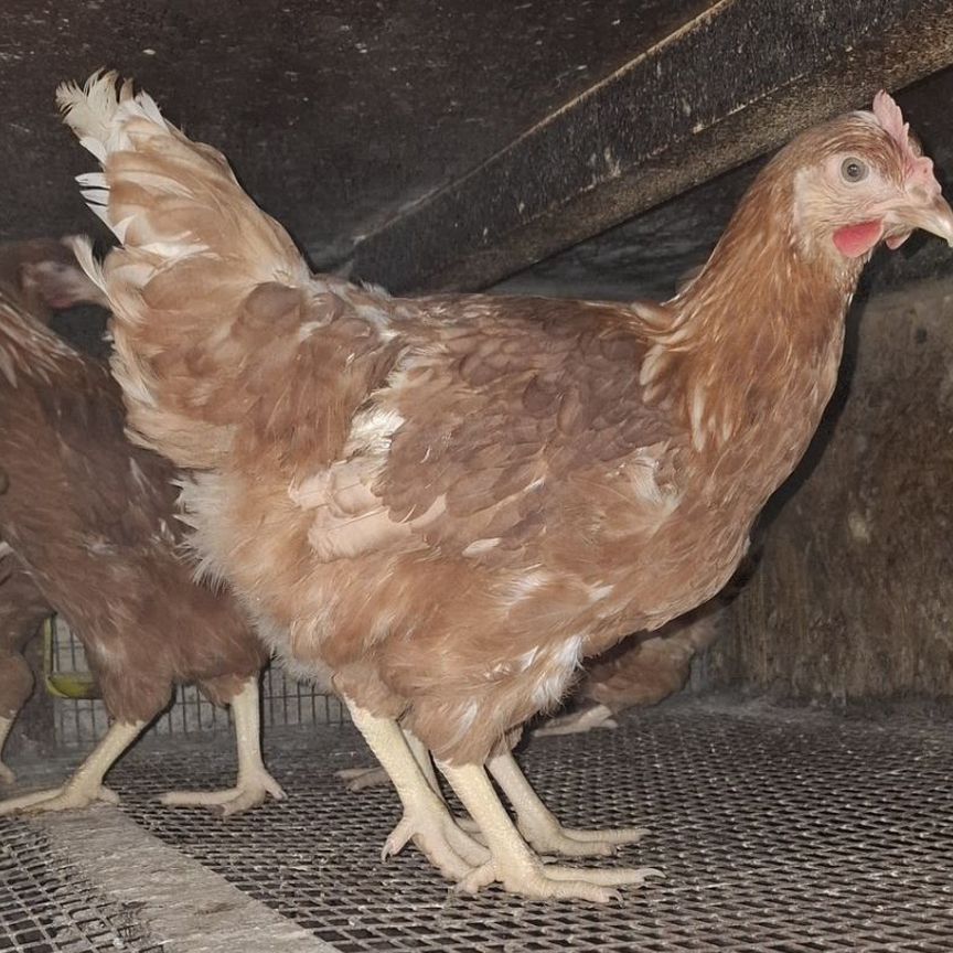 Курочки молодки Ломан Браун