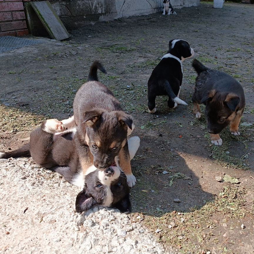 Щенки