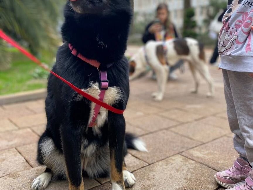 Бади 2 дрессированная хаски + овчарка в добрые рук