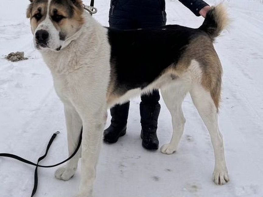Собаки Среднесзиатская овчарка Алабай щенки